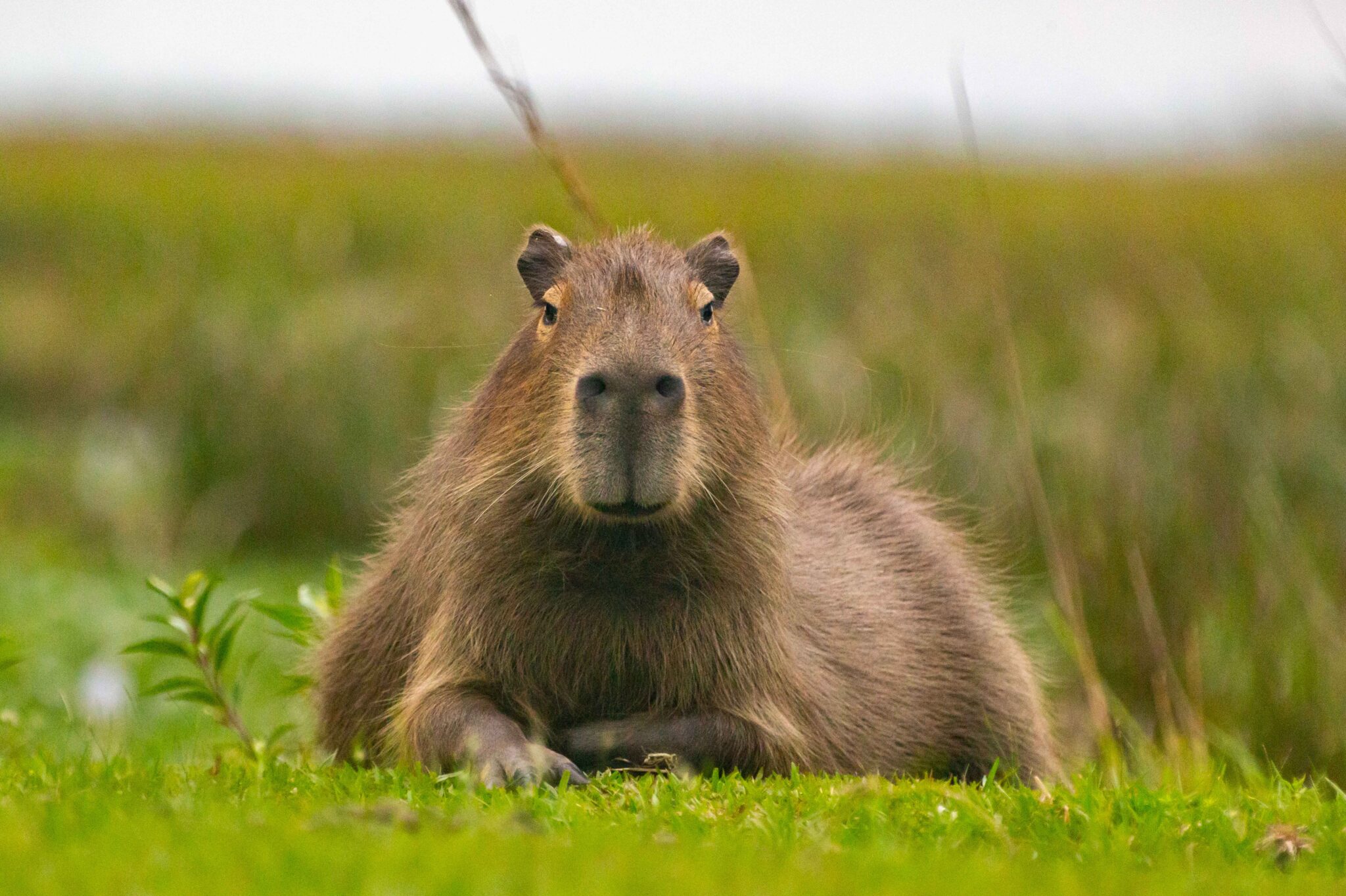 Capybara for adoption? - Sheridan CVC